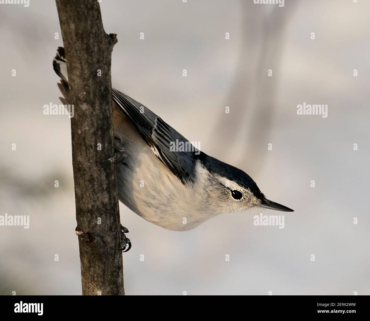 White breasted nuthatch calendar image hi-res stock photography and ...
