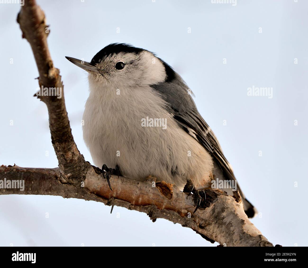 White-Breasted Nuthatch close-up profile view perched on a birch branch ...