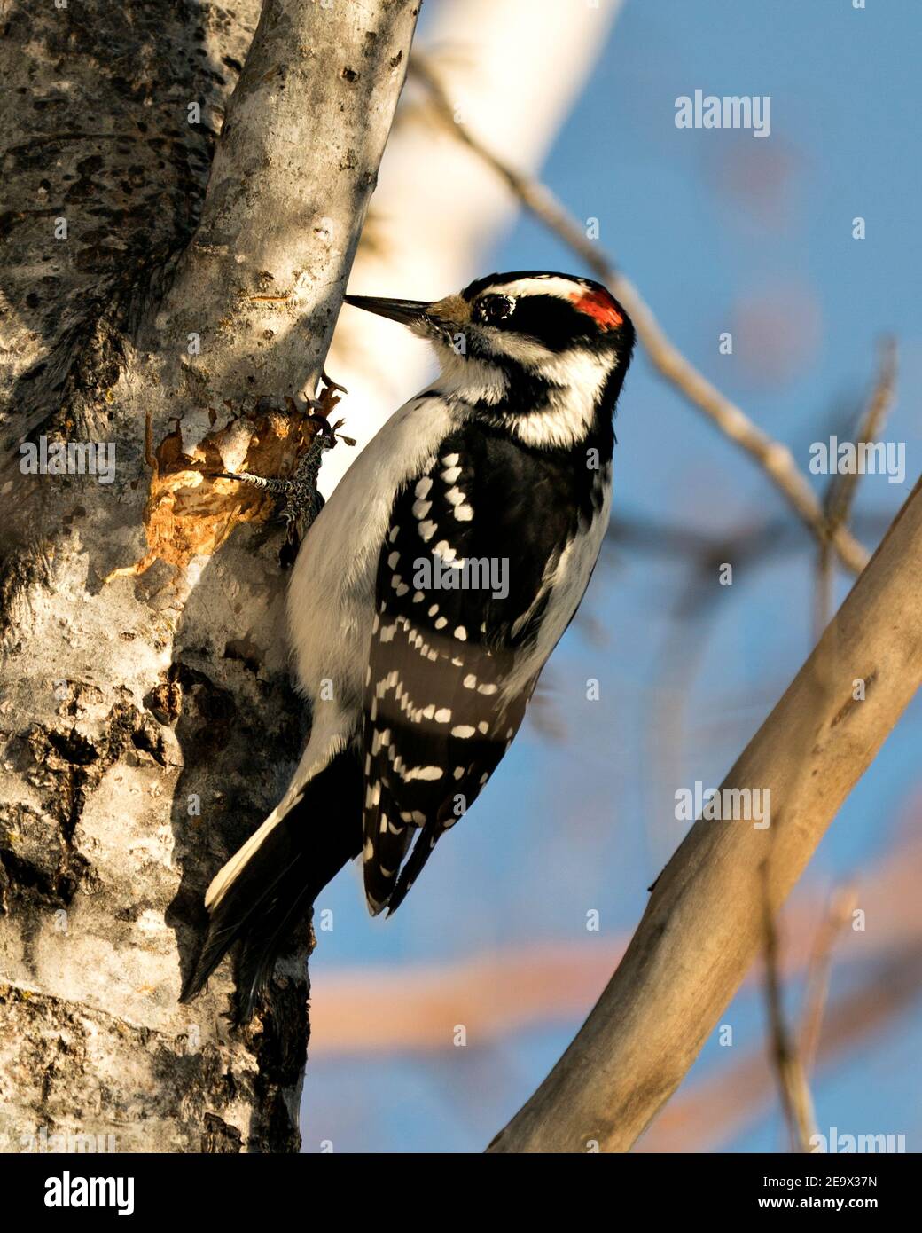 Woodpecker close-up profile view perched displaying feather plumage in ...