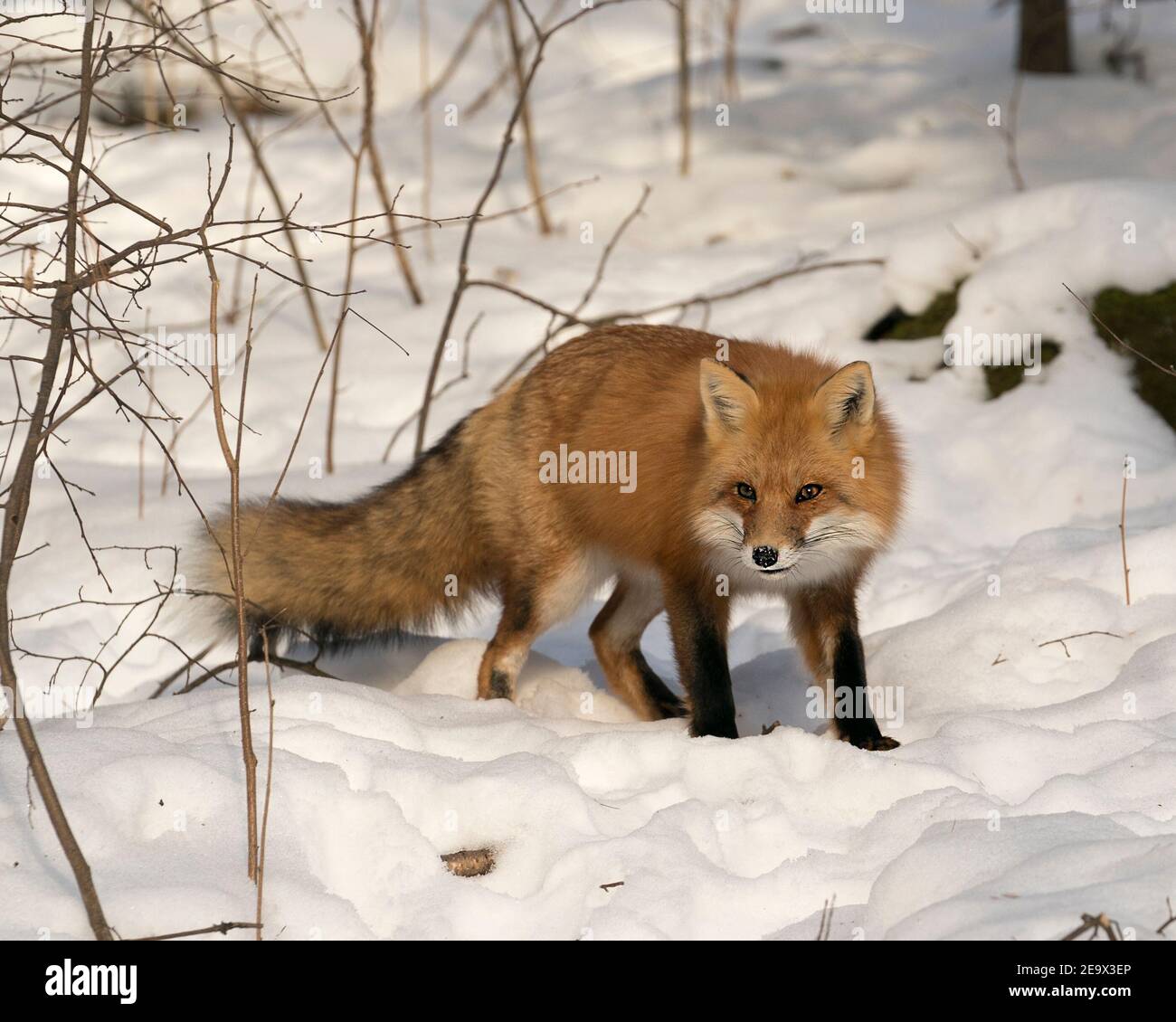 Red fox close-up profile side view in the winter season in its ...