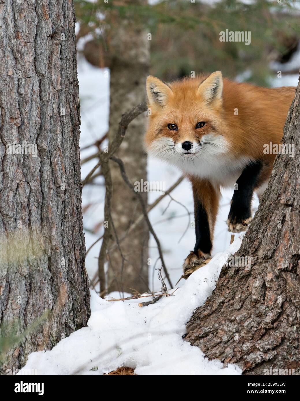 Red fox close-up profile head shot view between two big trees in the ...