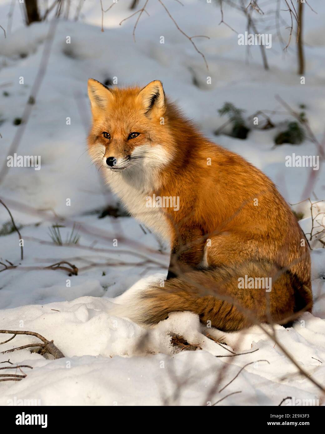 Red fox close-up profile side view sitting in the winter season in its ...