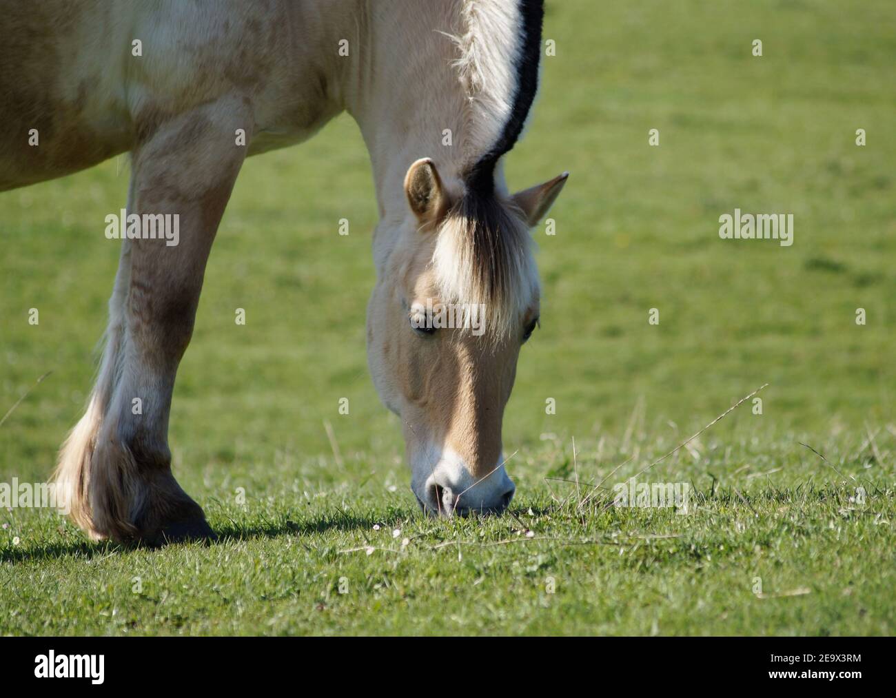 Norwegian fjord horse hi-res stock photography and images - Alamy