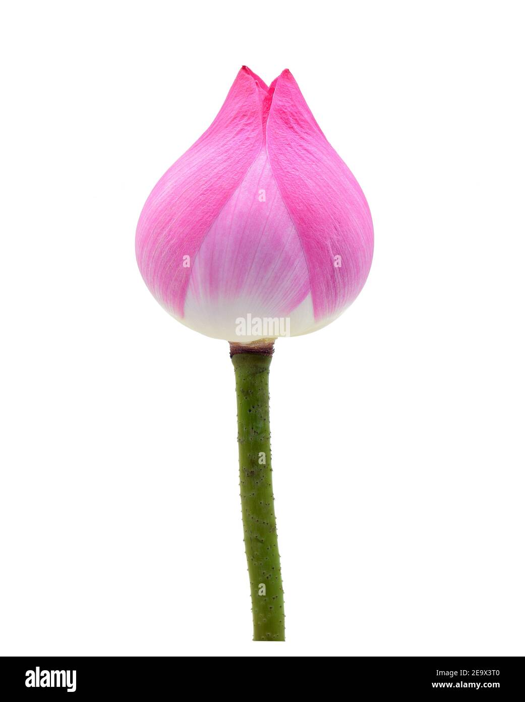 Lotus isolated on white background Stock Photo - Alamy