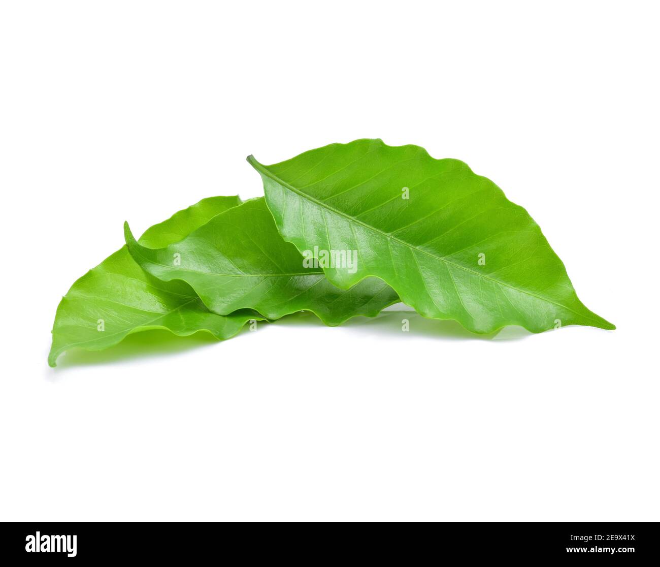 coffee leaf isolated on white background Stock Photo - Alamy