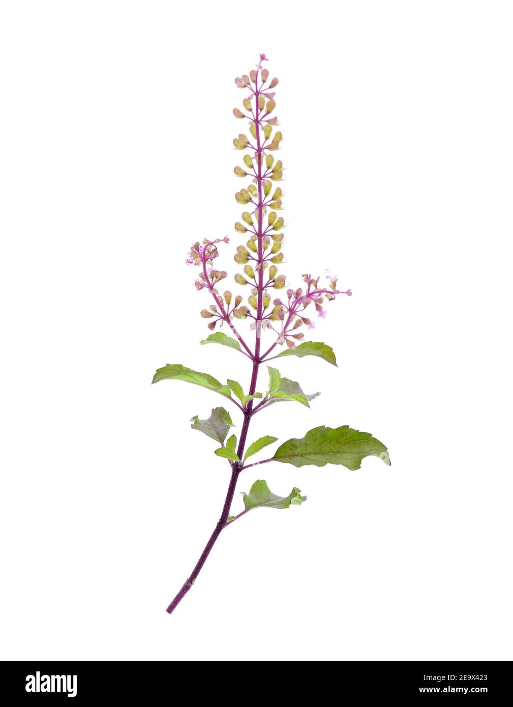 Basil flower isolated on white background Stock Photo - Alamy