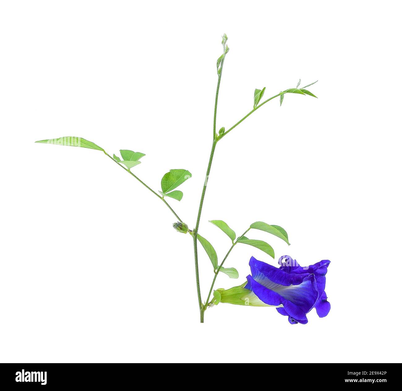 Butterfly fall Cut Out Stock Images & Pictures - Alamy