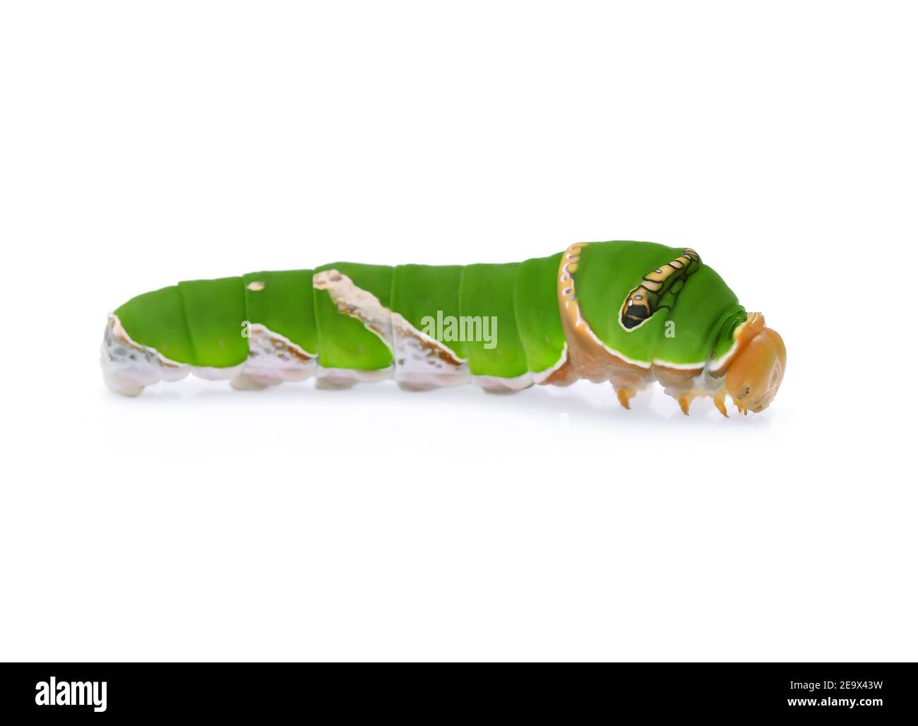 Green caterpillar isolated on white background Stock Photo - Alamy