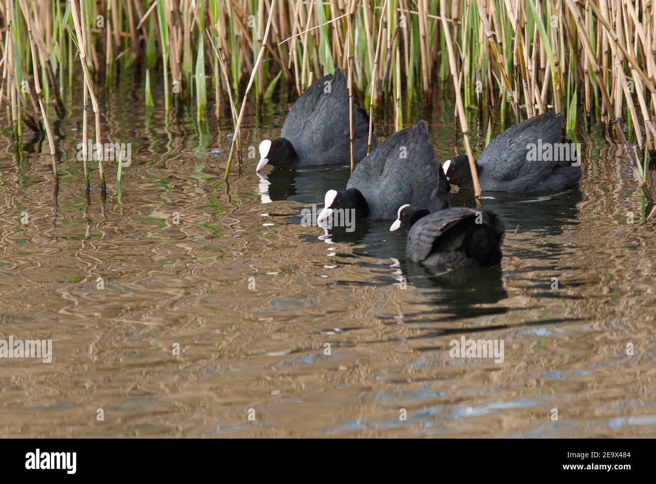 Coots in Threat display as a group Stock Photo - Alamy