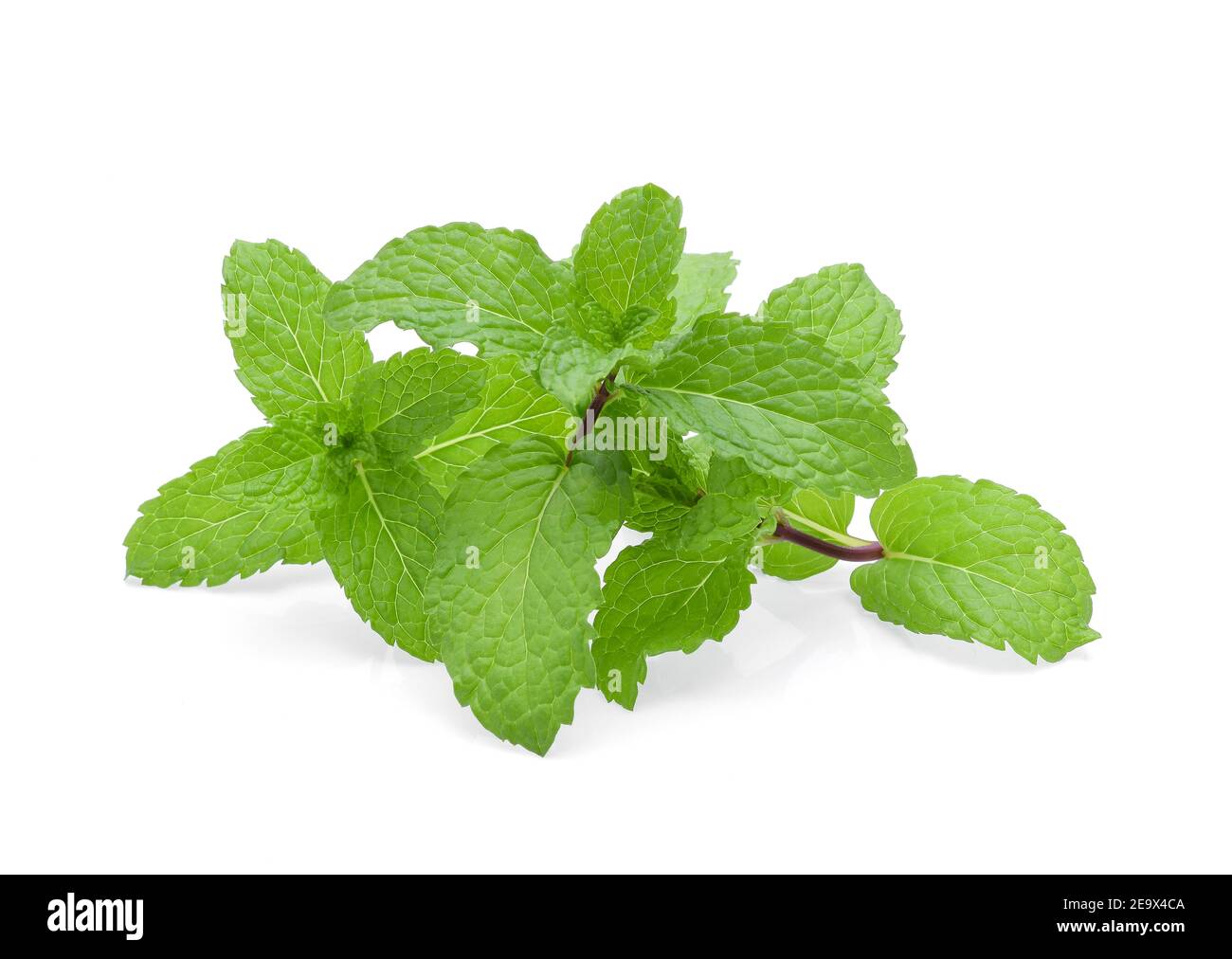 Fresh mint isolated on white background Stock Photo - Alamy