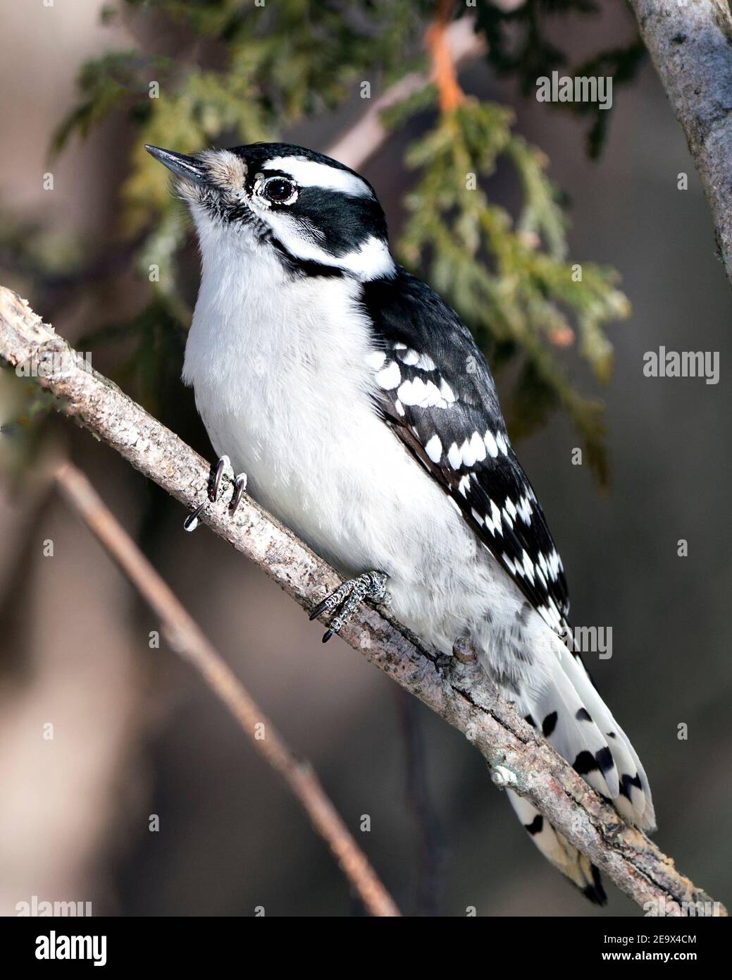 Woodpecker close-up profile view perched displaying feather plumage in ...