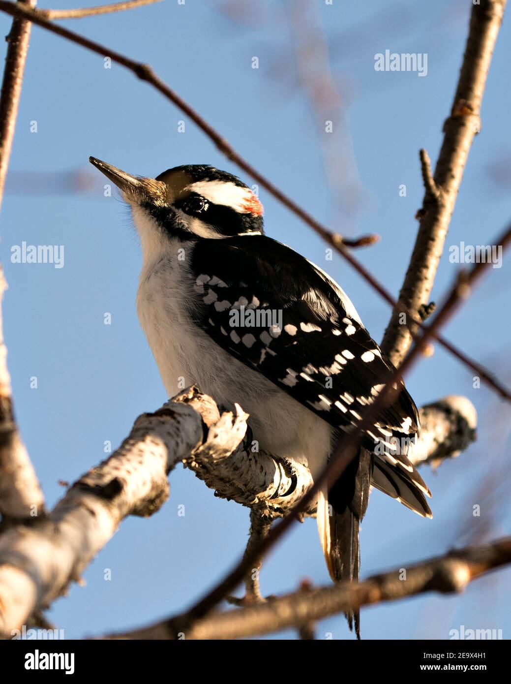 Woodpecker side view bird photo hi-res stock photography and images - Alamy