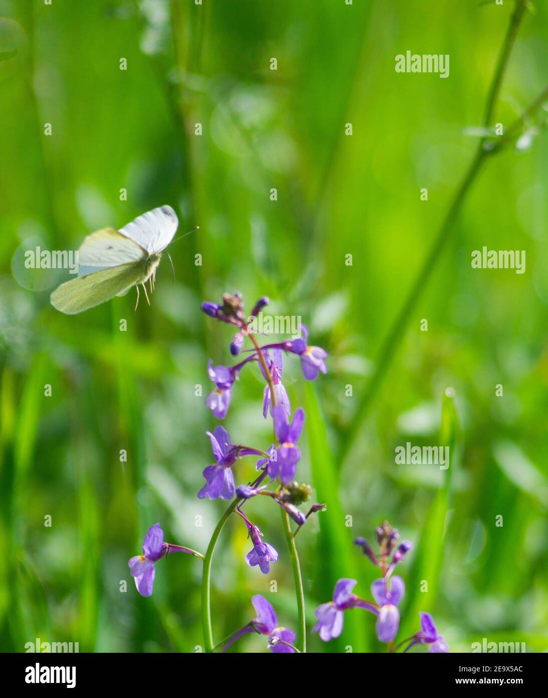 Landing moment of a butterfly Stock Photo - Alamy