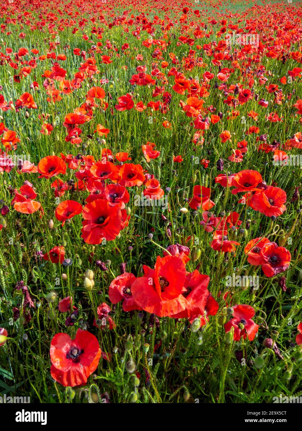 Family papaveraceae hi-res stock photography and images - Alamy