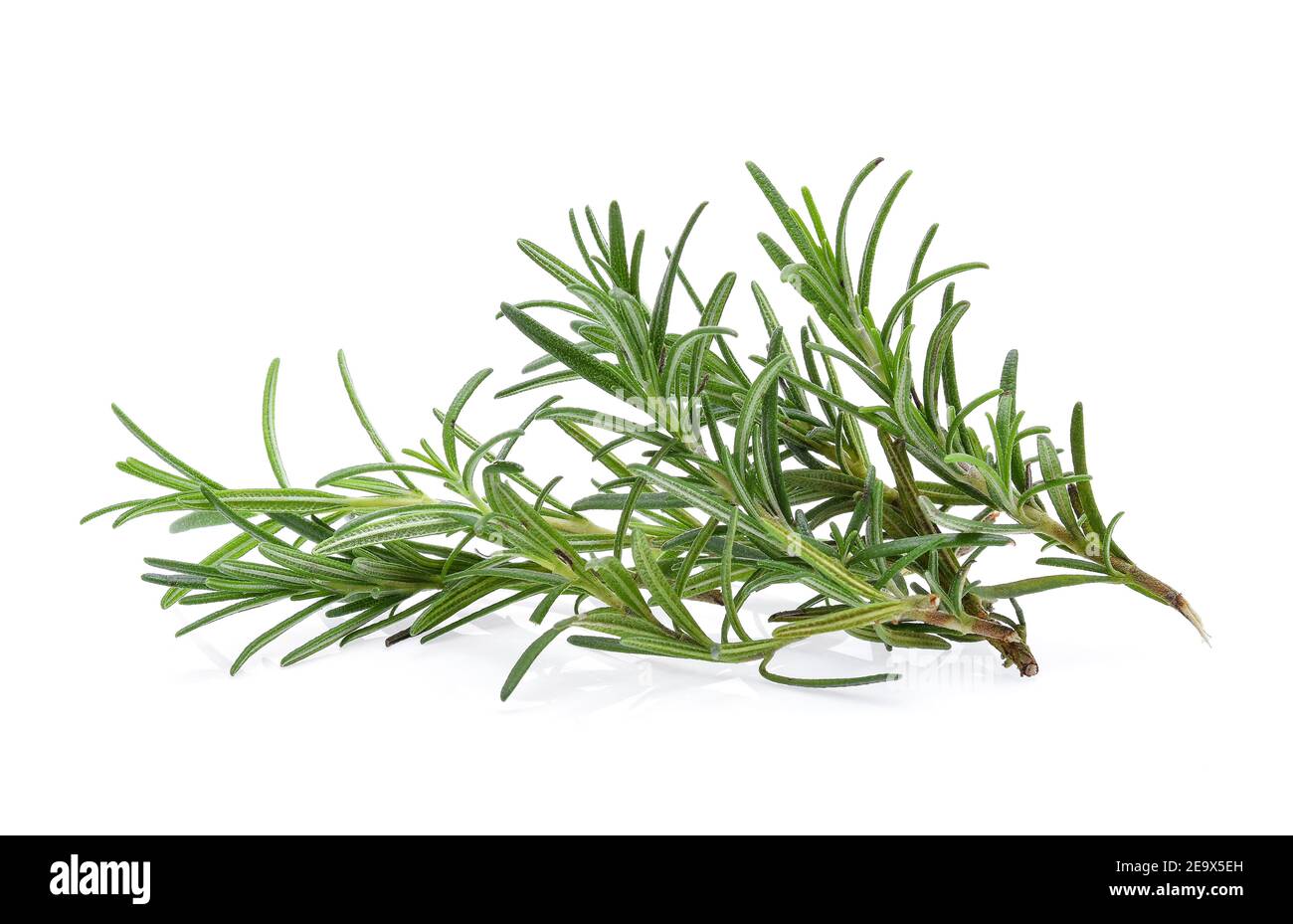 rosemary isolated on white background Stock Photo - Alamy