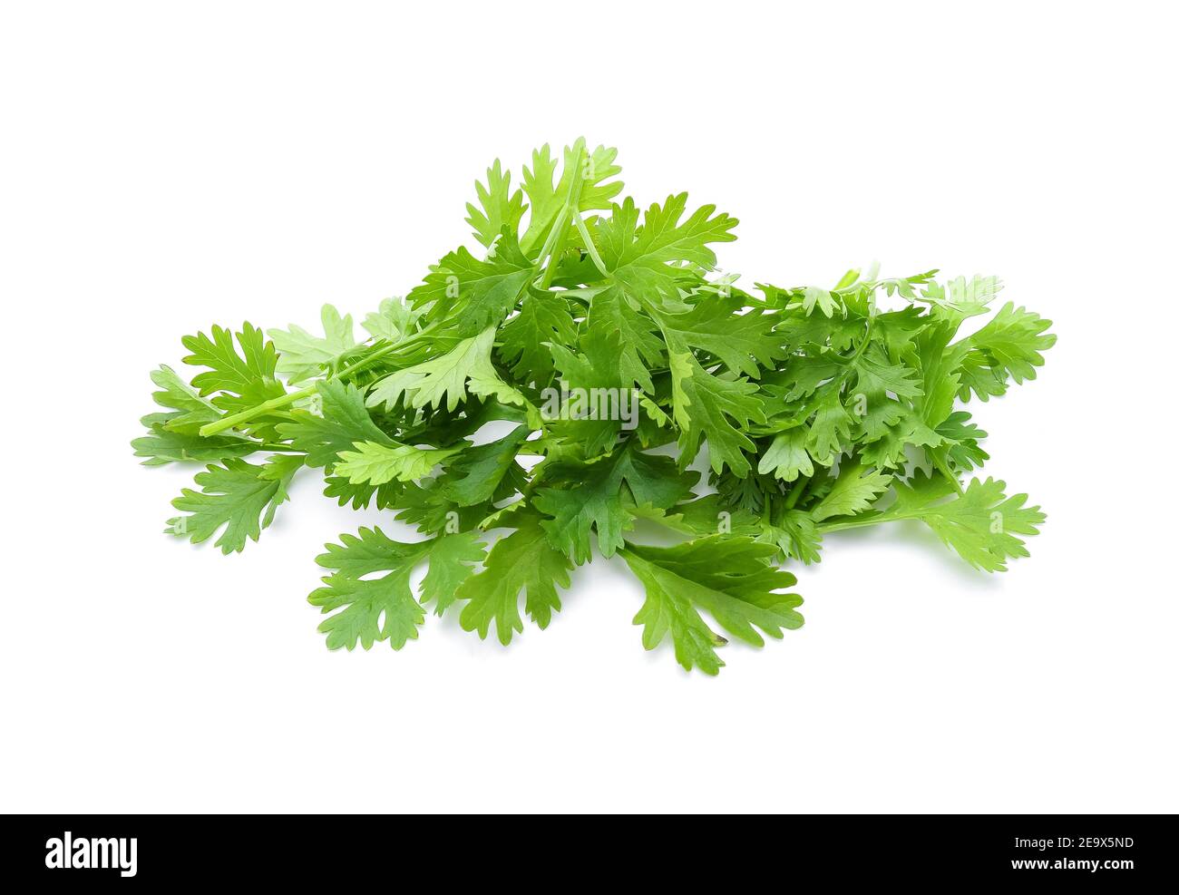 Coriander isolated on white background Stock Photo - Alamy