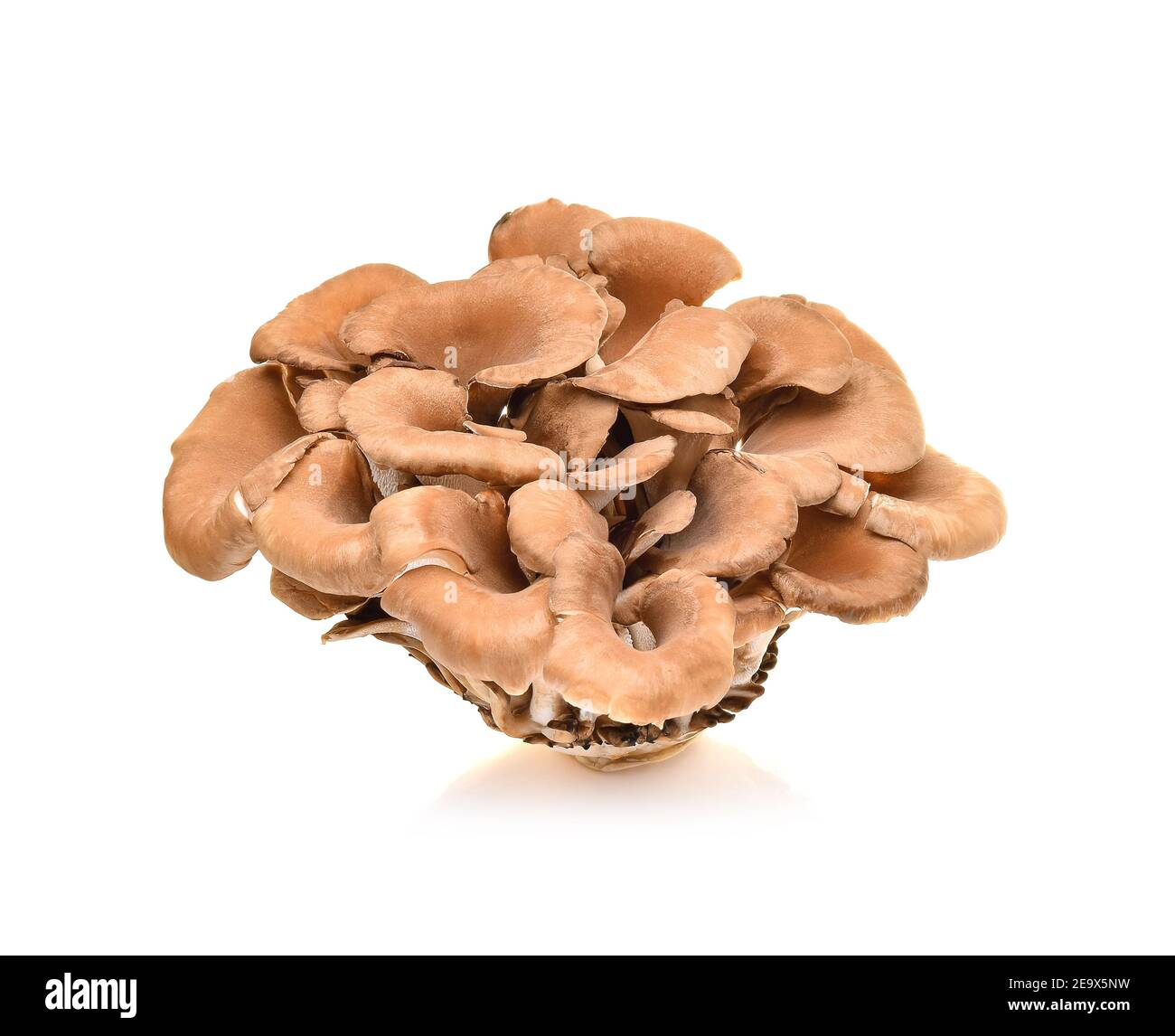 maitake mushrooms isolated on white background Stock Photo - Alamy