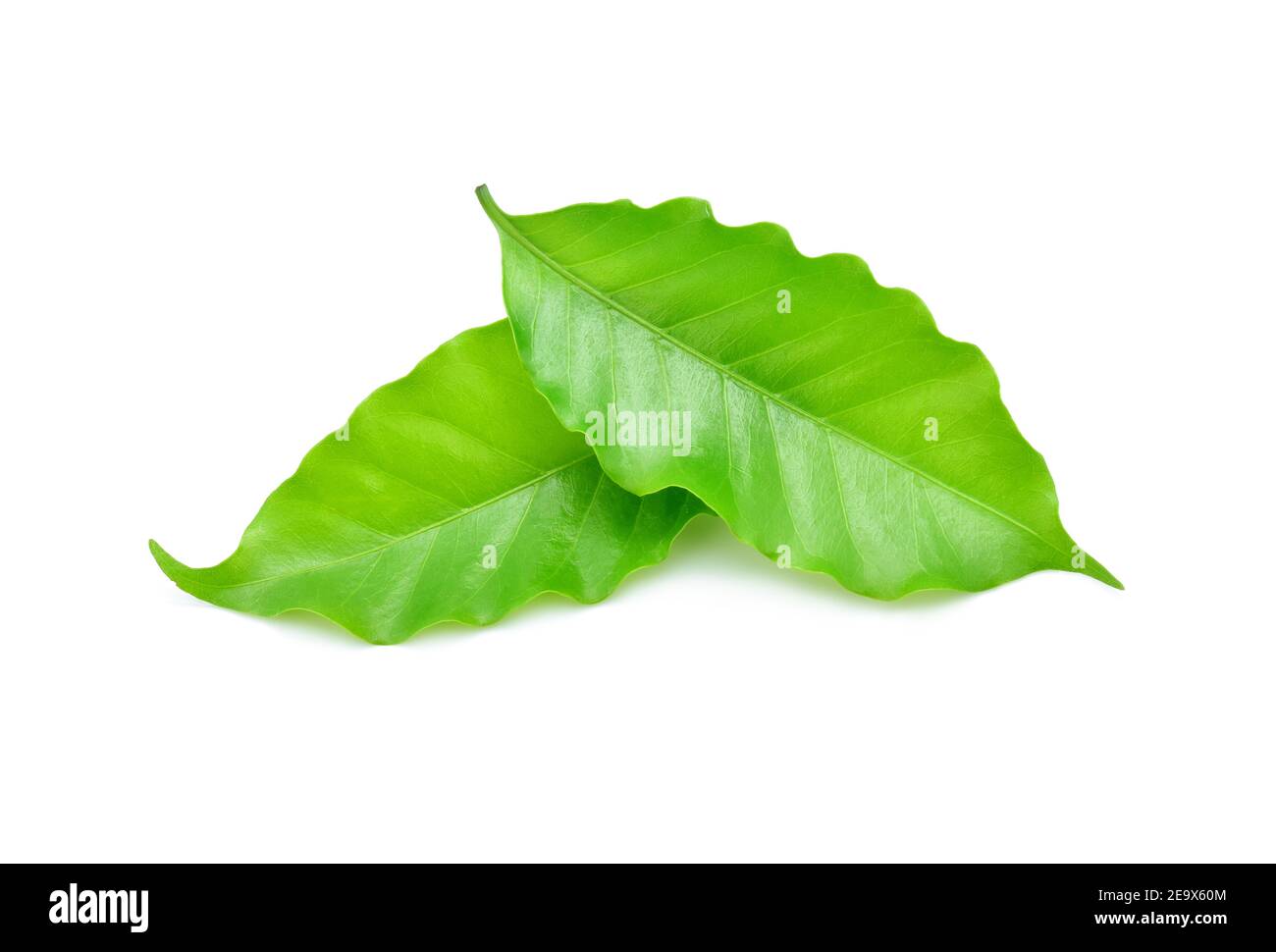 coffee leaf isolated on white background Stock Photo - Alamy