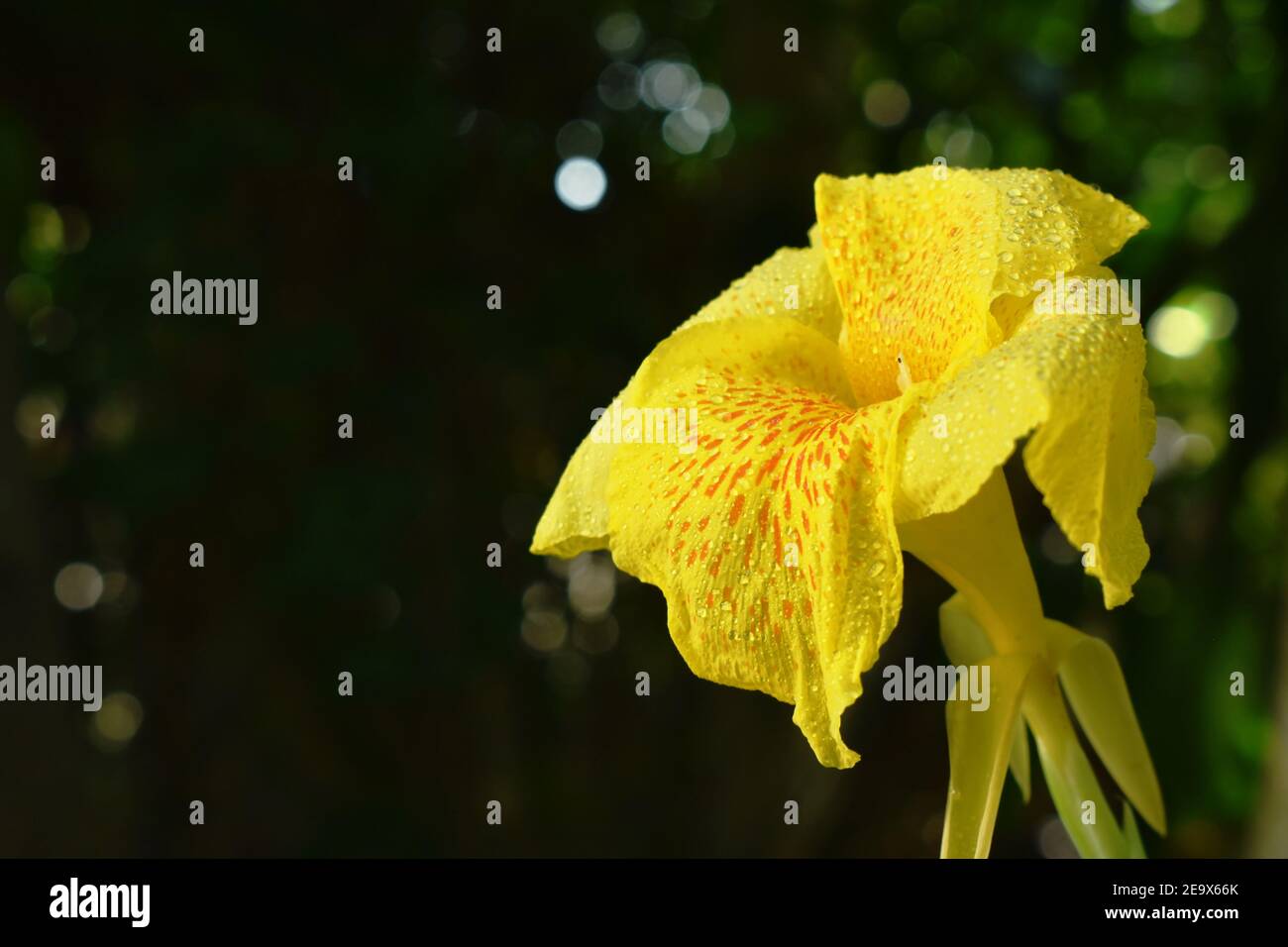 Canna lily pool hi-res stock photography and images - Alamy