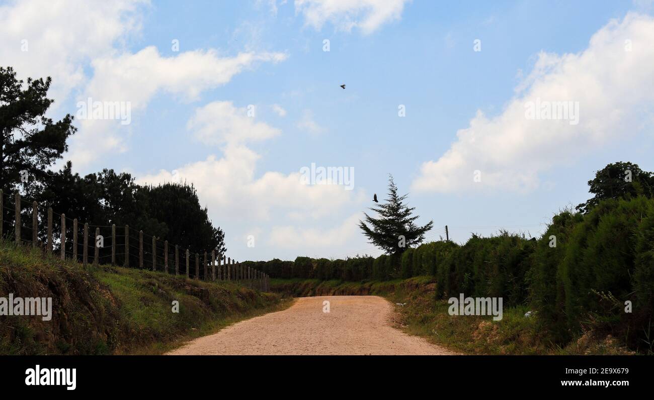 Path surrounded by bushes and trees on a cloudy day Stock Photo - Alamy