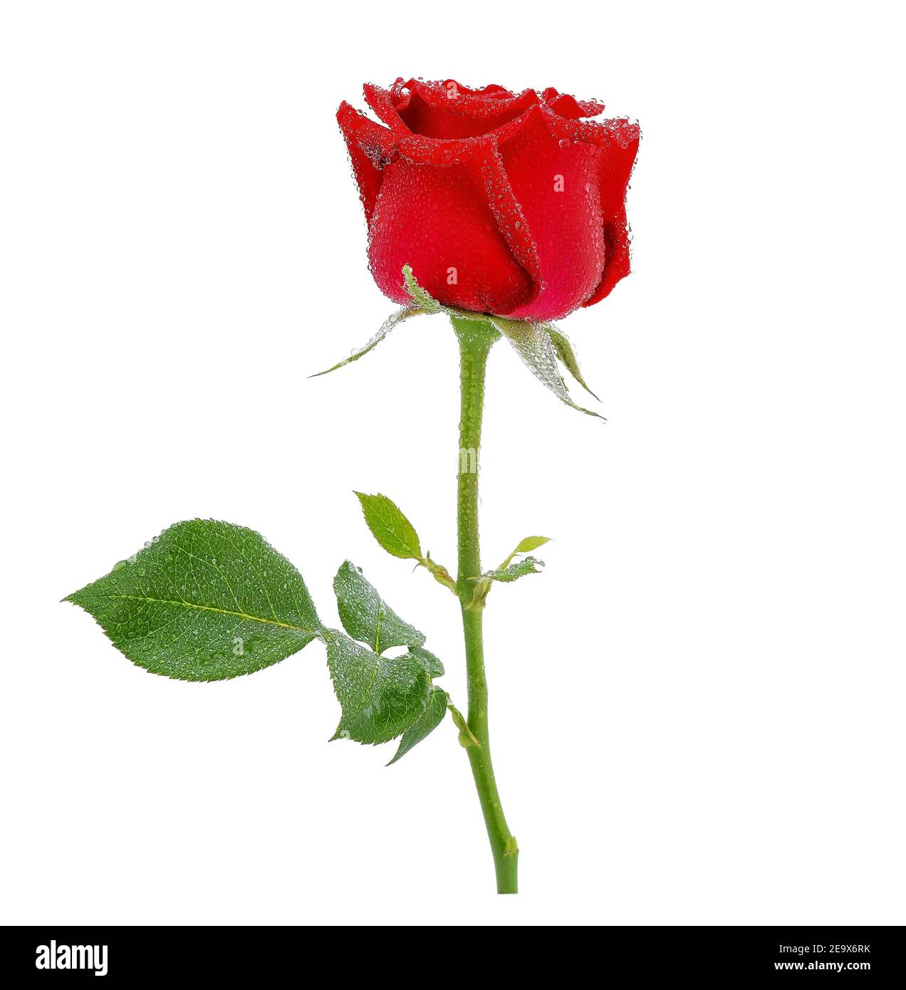 Red And White Roses With Water