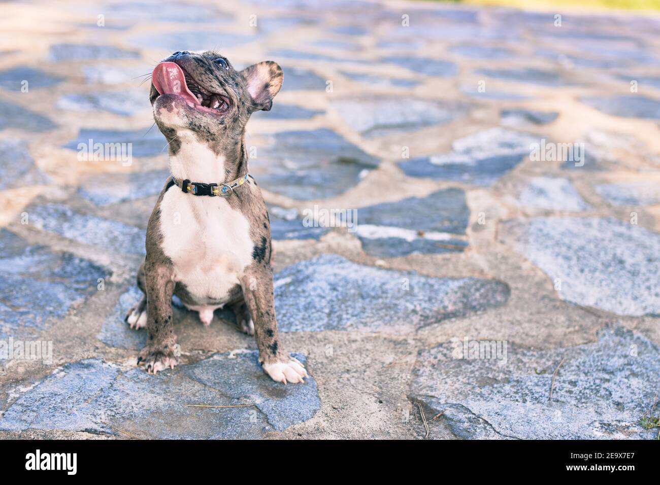 Beautiful puppy spotted french bulldog happy at the park outdoors Stock ...