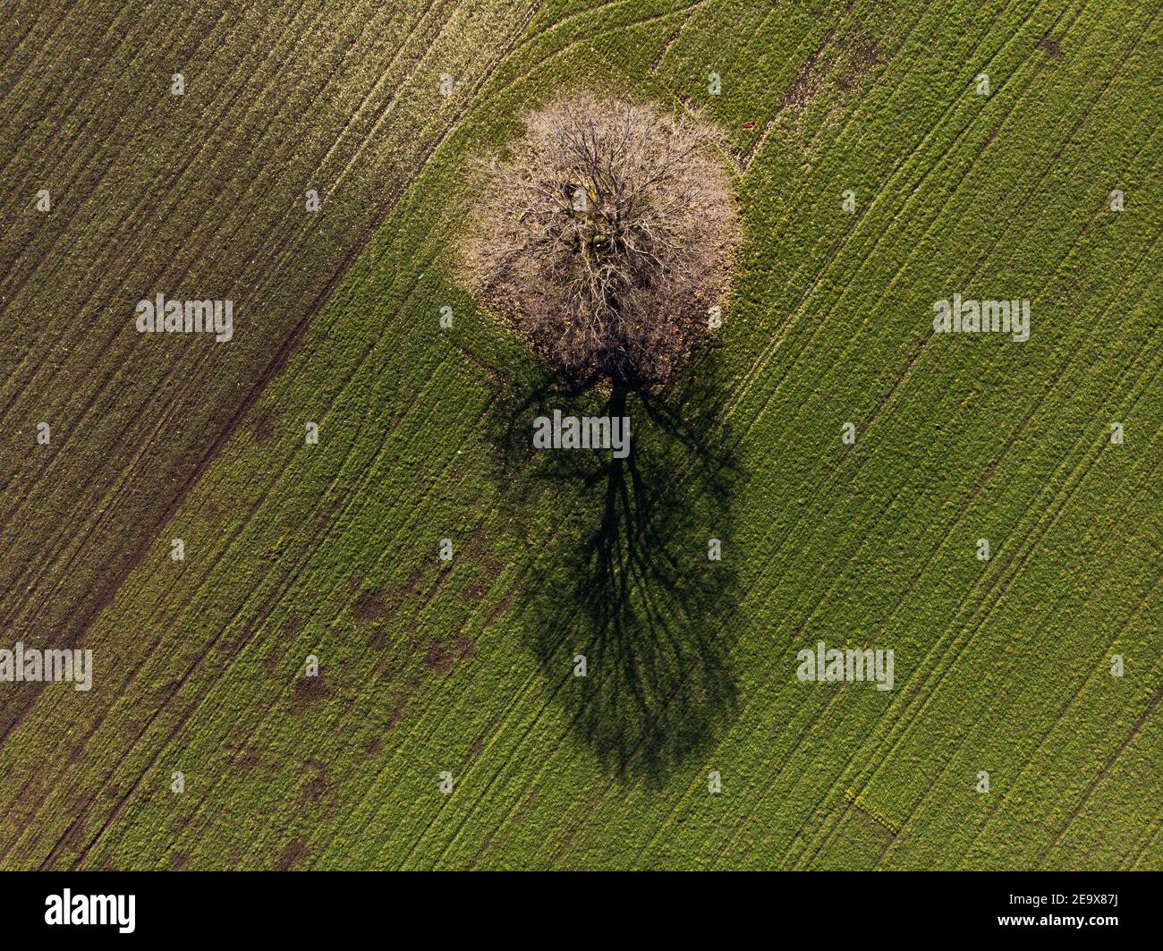 Single tree aerial view hi-res stock photography and images - Alamy