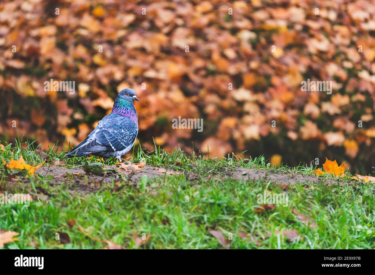 The beautiful dove was standing hi-res stock photography and images - Alamy