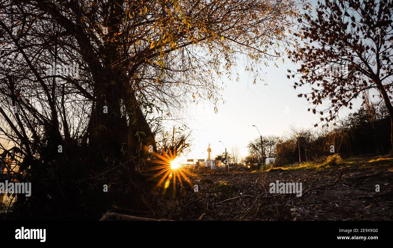 Looking Up Under The Tree With Clear Sunset Sky Background. Day To ...