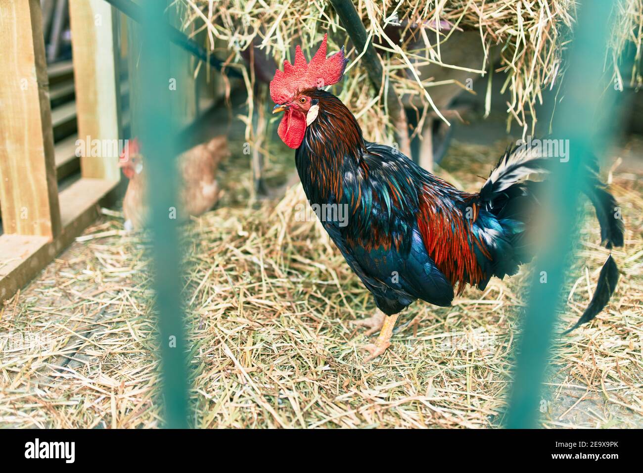Adorable rooster at the farm Stock Photo - Alamy