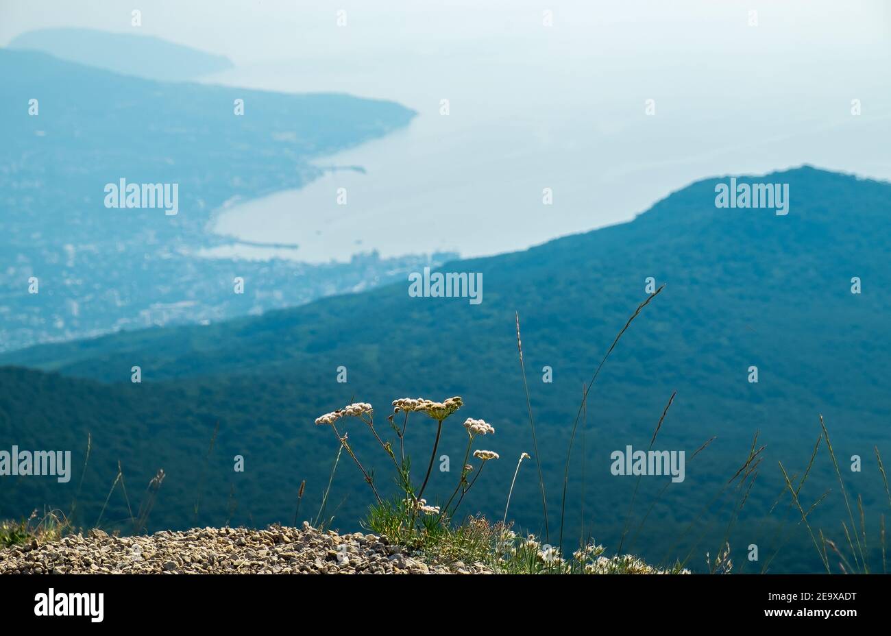 Wild flowers on a cliff edge hi-res stock photography and images - Alamy