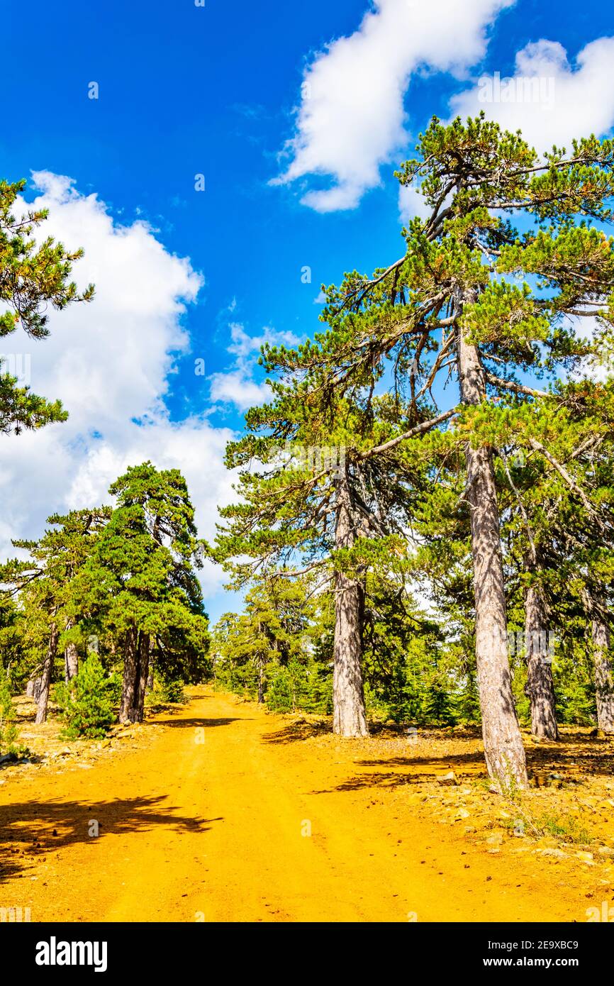 Troodos forest cyprus path hi-res stock photography and images - Alamy