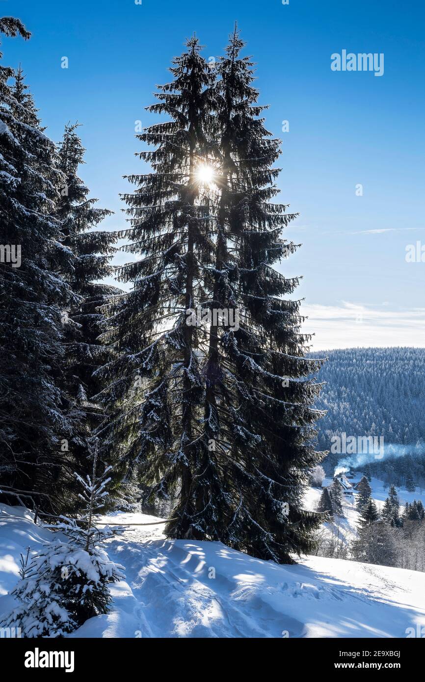 morning snowy countryside with trees Stock Photo - Alamy