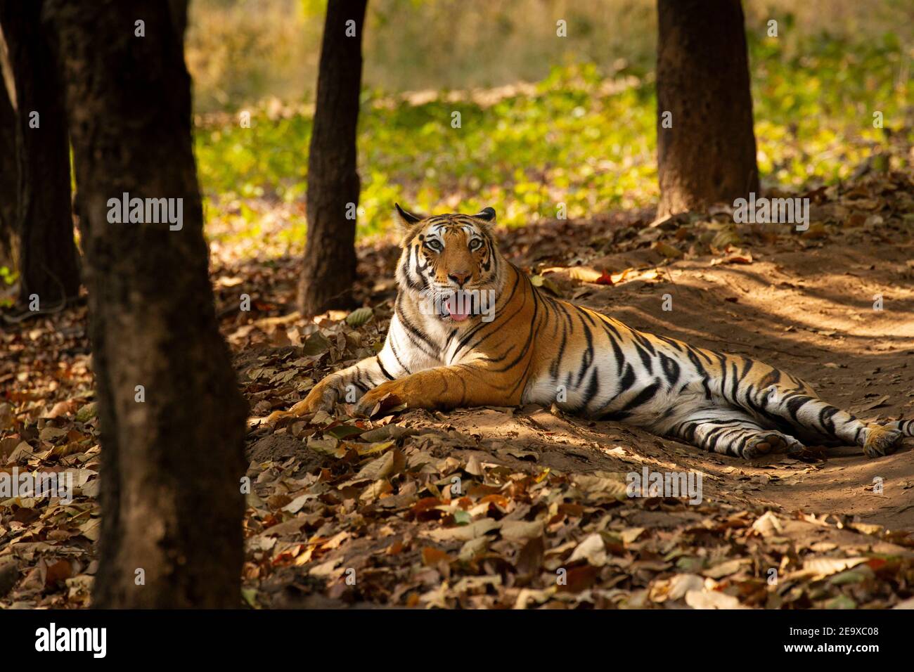 Tiger (Panthera tigris) lying amidst trees Stock Photo - Alamy