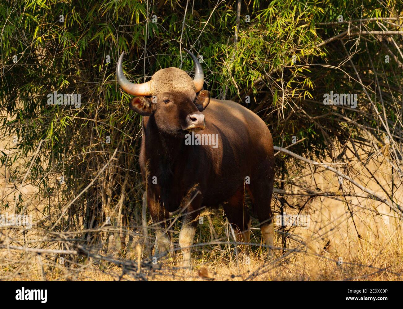 Bos gaurus bandhavgarh hi-res stock photography and images - Alamy