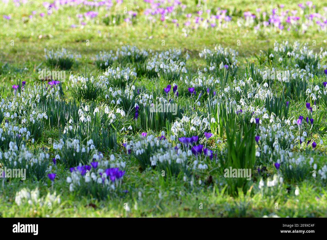 Crocus Around Base Of Tree High Resolution Stock Photography and Images ...