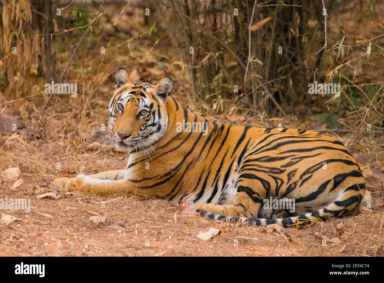Tiger (Panthera tigris) lying next to trees Stock Photo - Alamy