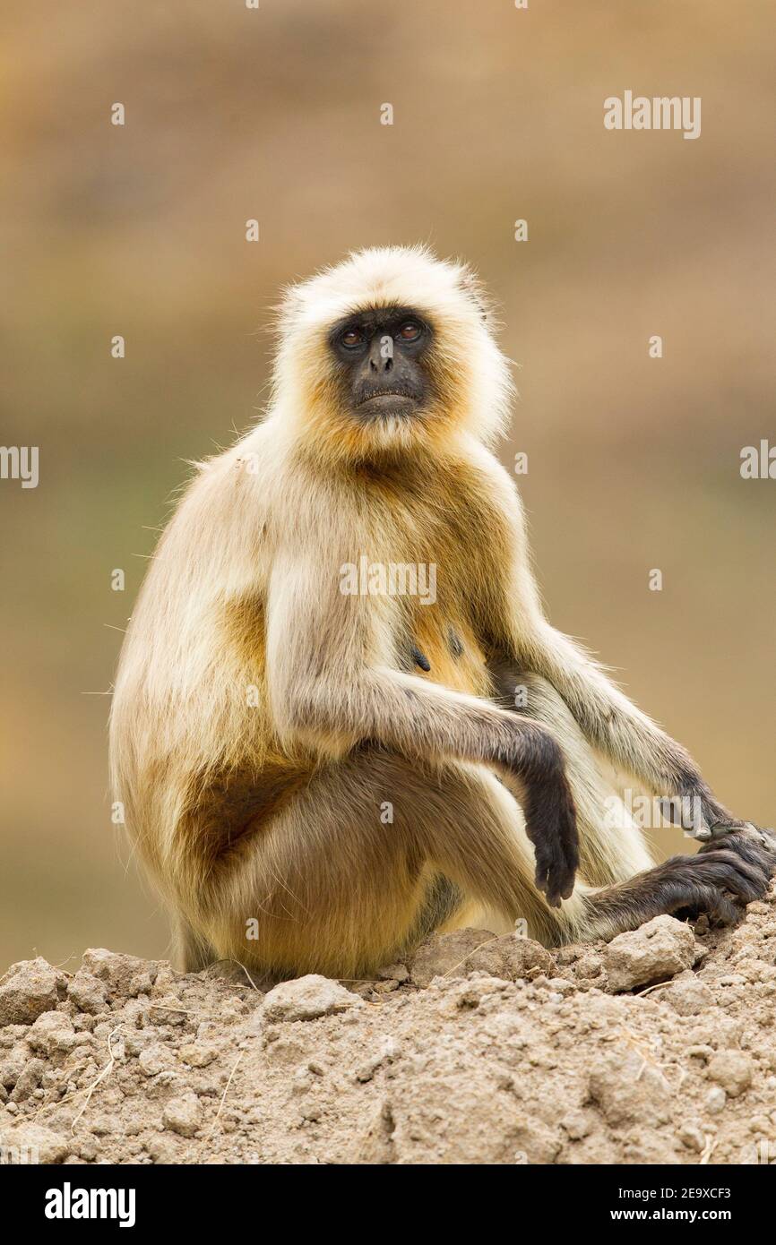 Gray Langur (Semnopithecus entellus), Hanuman Langer Stock Photo - Alamy