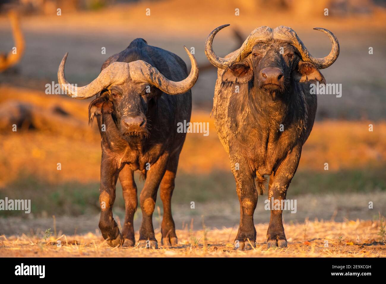 Old male buffalo bulls hi-res stock photography and images - Alamy