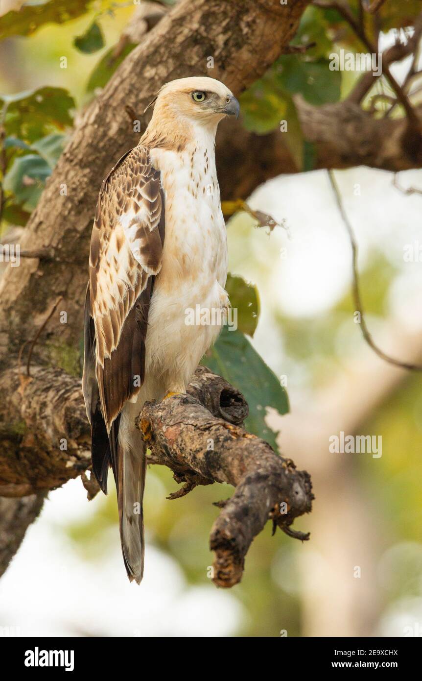 Crested Hawk Eagle (Nisaetus cirrhatus Stock Photo - Alamy