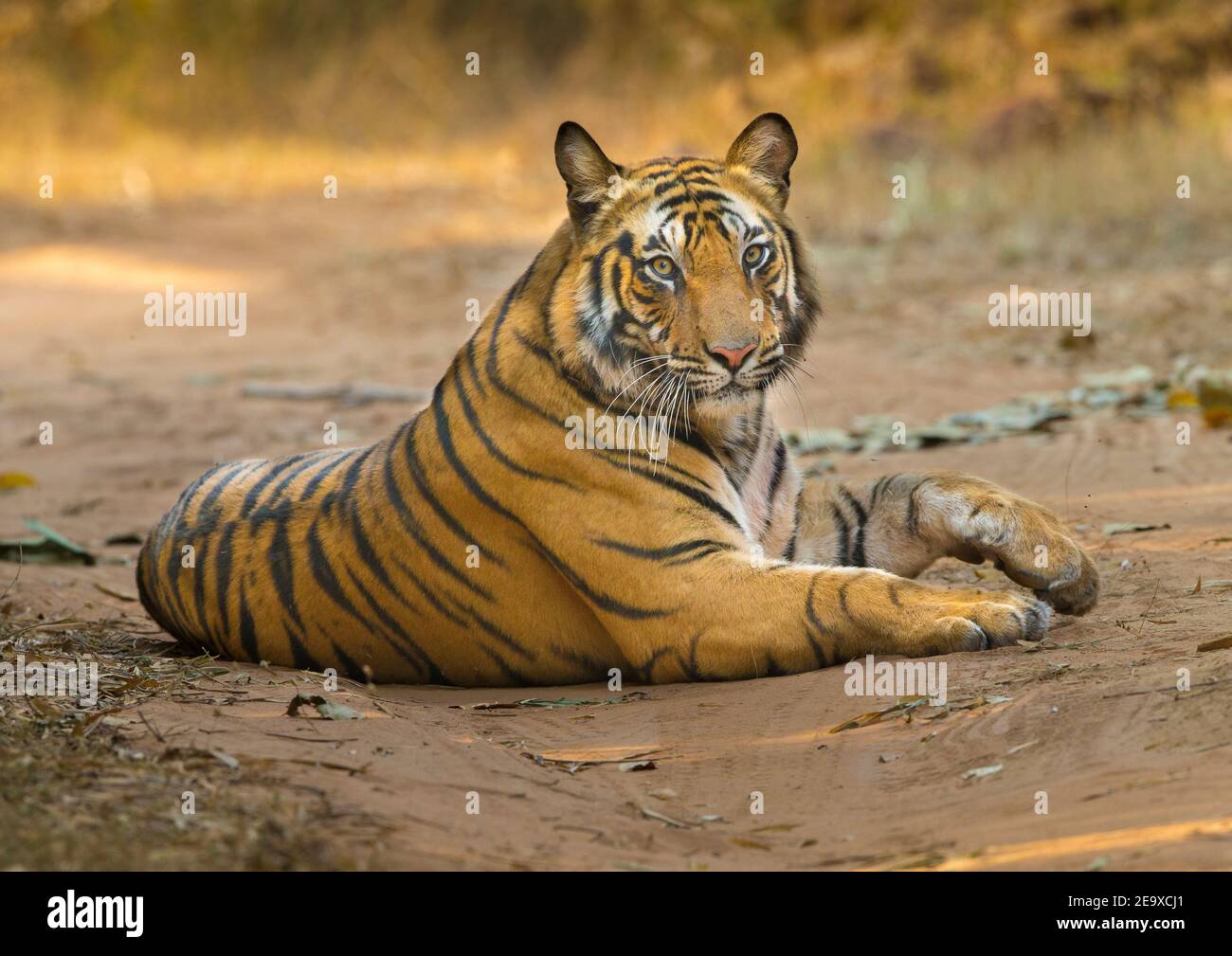 Tiger (Panthera tigris) lying in the park road looking at camera Stock ...