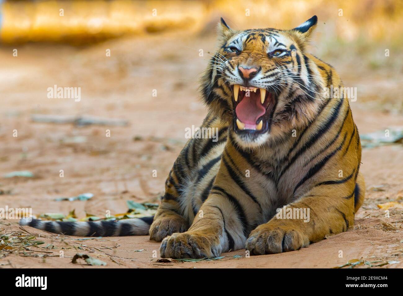 Tiger baring teeth hi-res stock photography and images - Alamy
