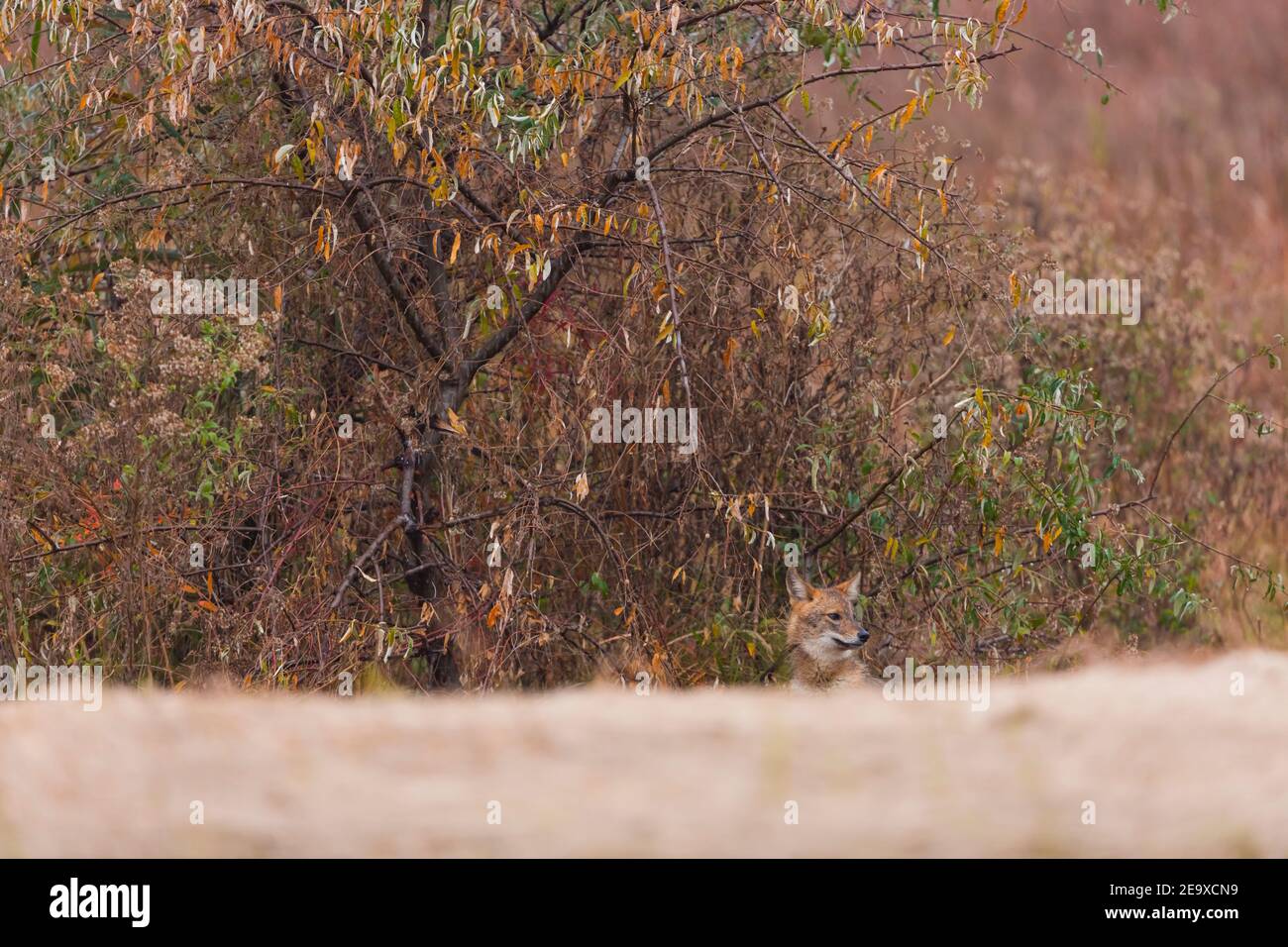 Golden jackal - CHACAL DORADO (Canis aureus), Danube Delta - DELTA DEL ...