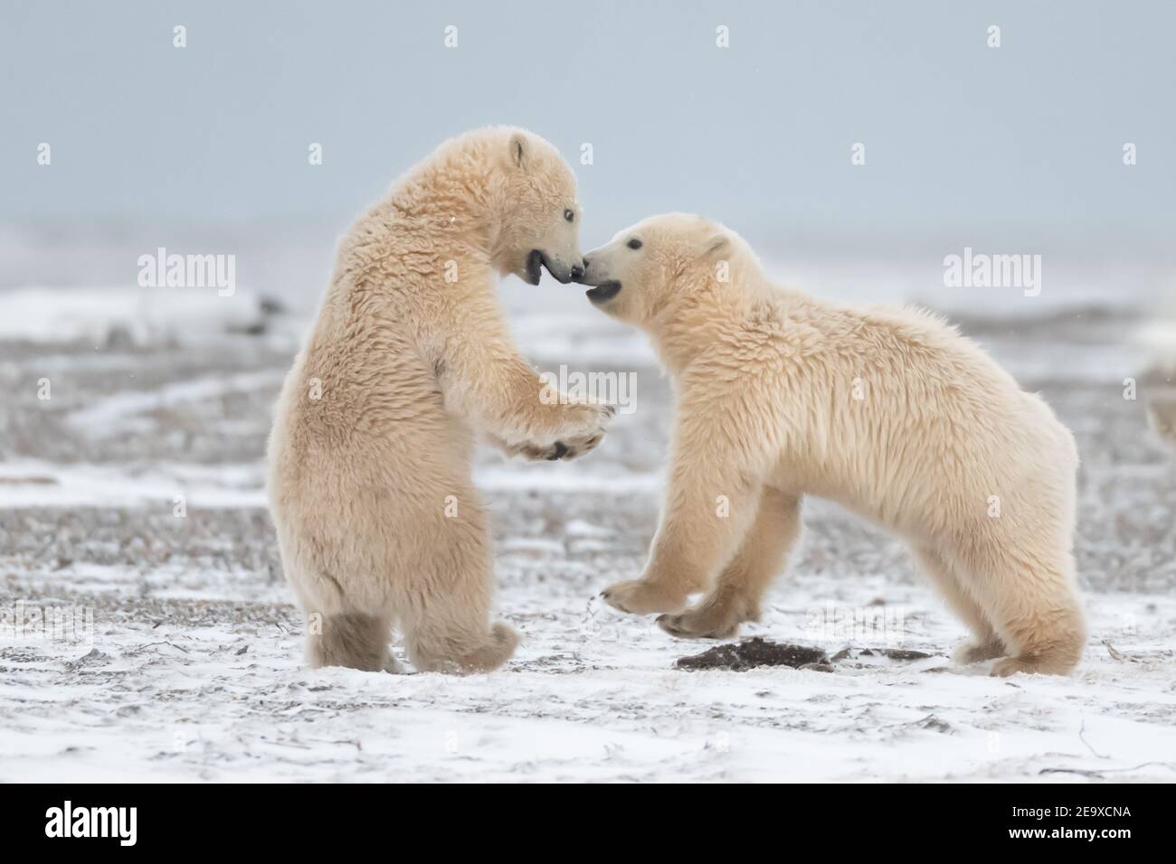 Playful Polar bear (Ursus maritimus) cubs in the snow in the Arctic Circle of Kaktovik, Alaska ...