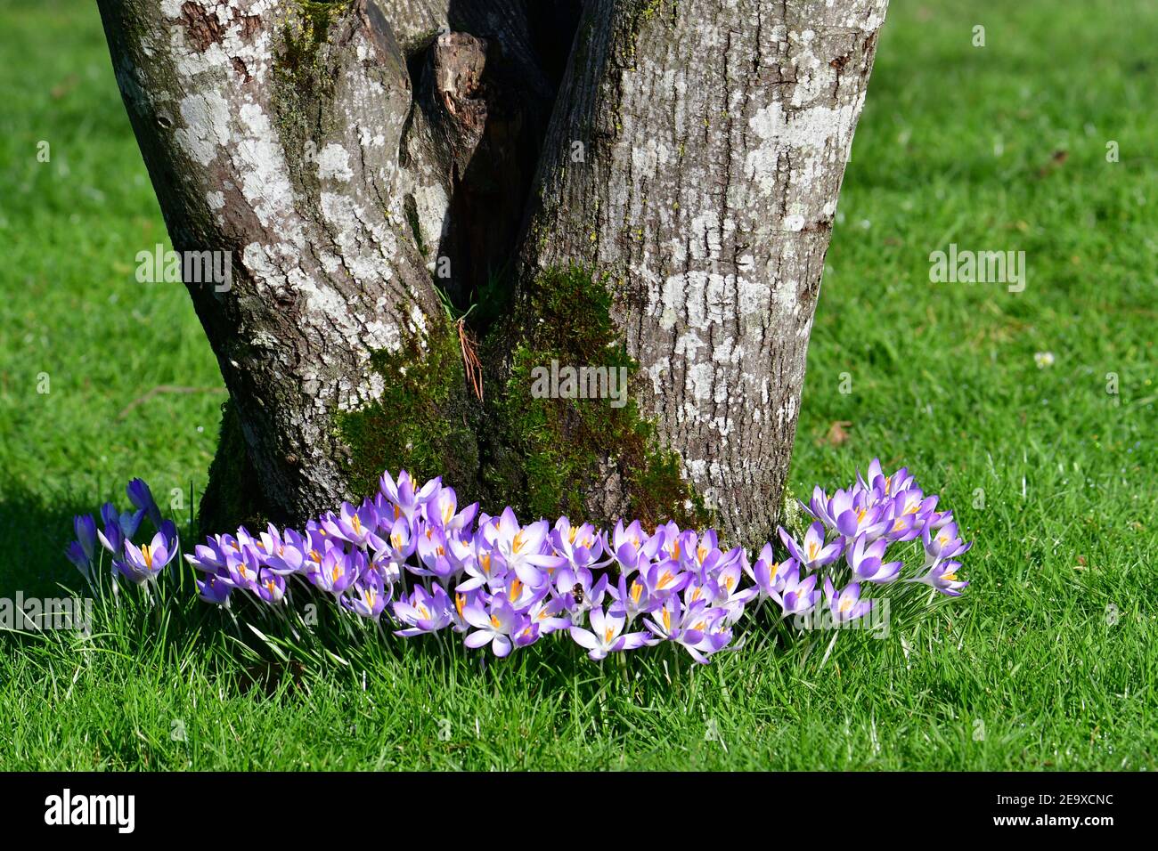 Crocus around base of tree hi-res stock photography and images - Alamy