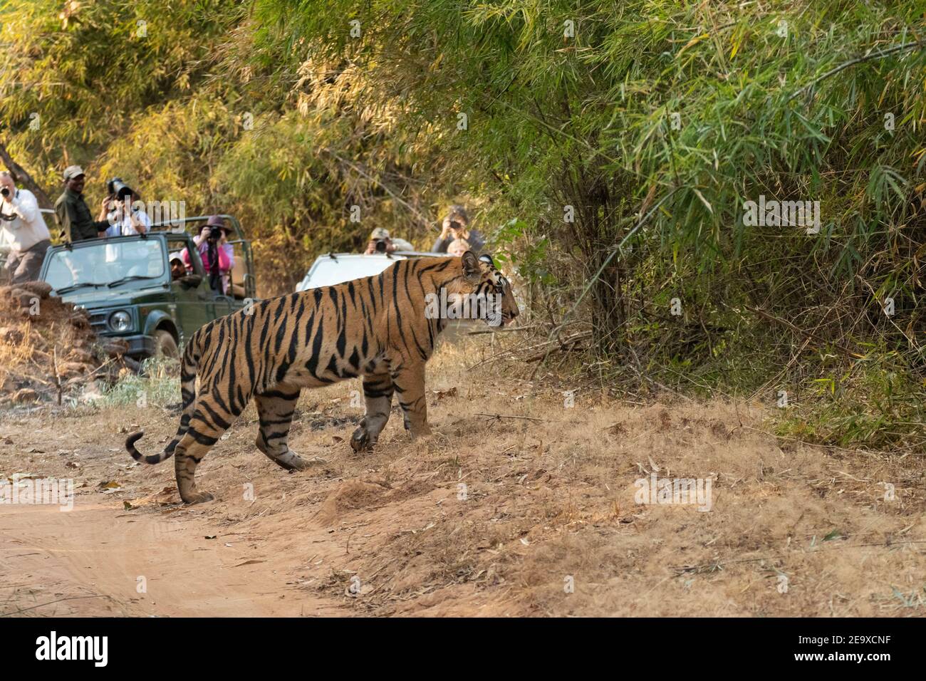 Tiger (Panthera tigris) walking on park road with park vehicles in ...