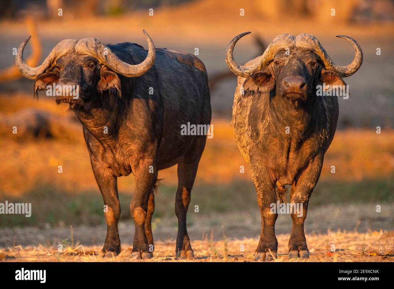 Buffalo pair hi-res stock photography and images - Alamy