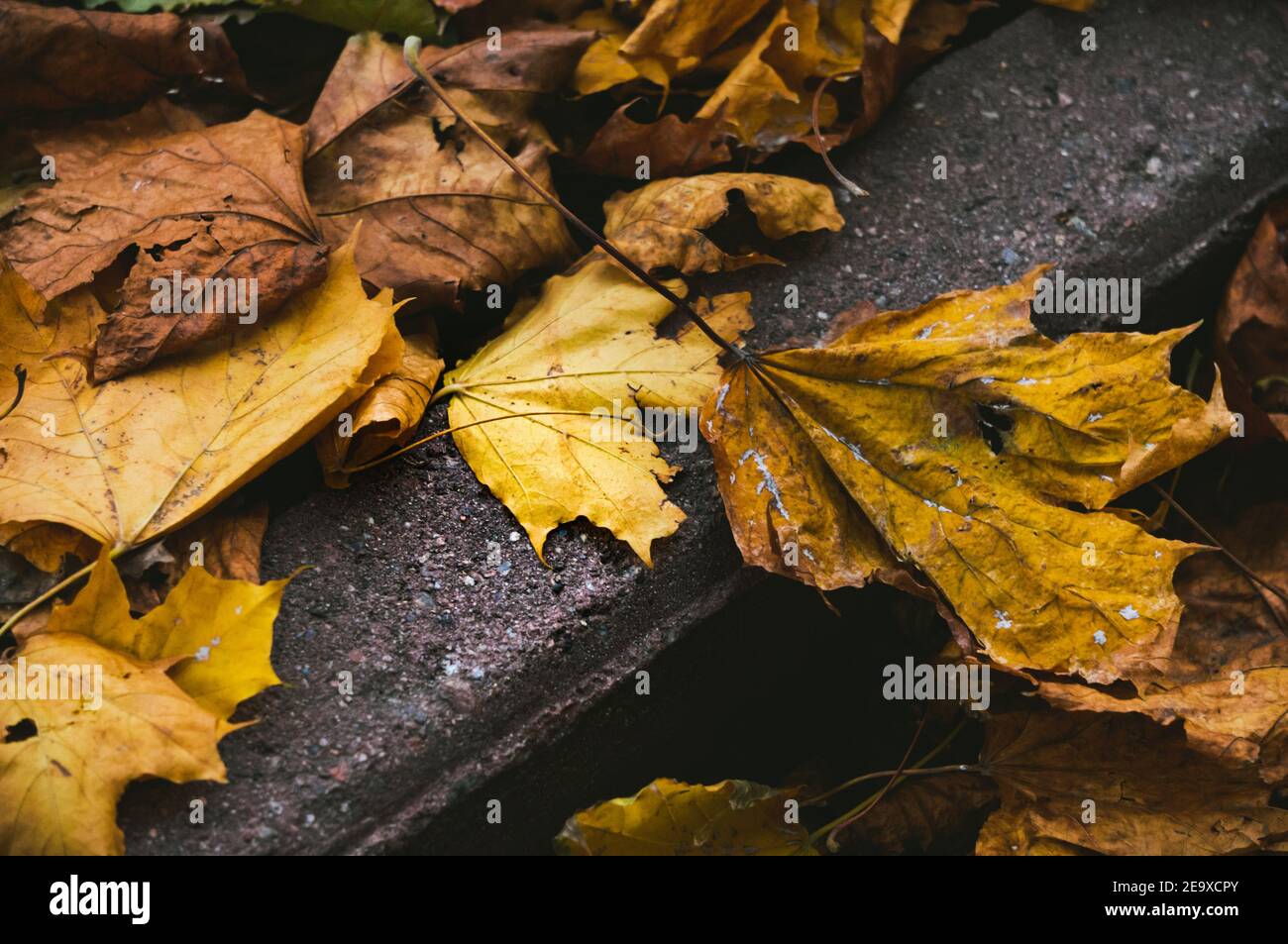 Autumn leaves lying asphalt street surface hi-res stock photography and ...