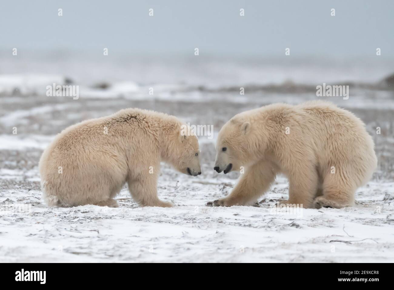 Playful Polar bear (Ursus maritimus) cubs in the snow in the Arctic Circle of Kaktovik, Alaska ...