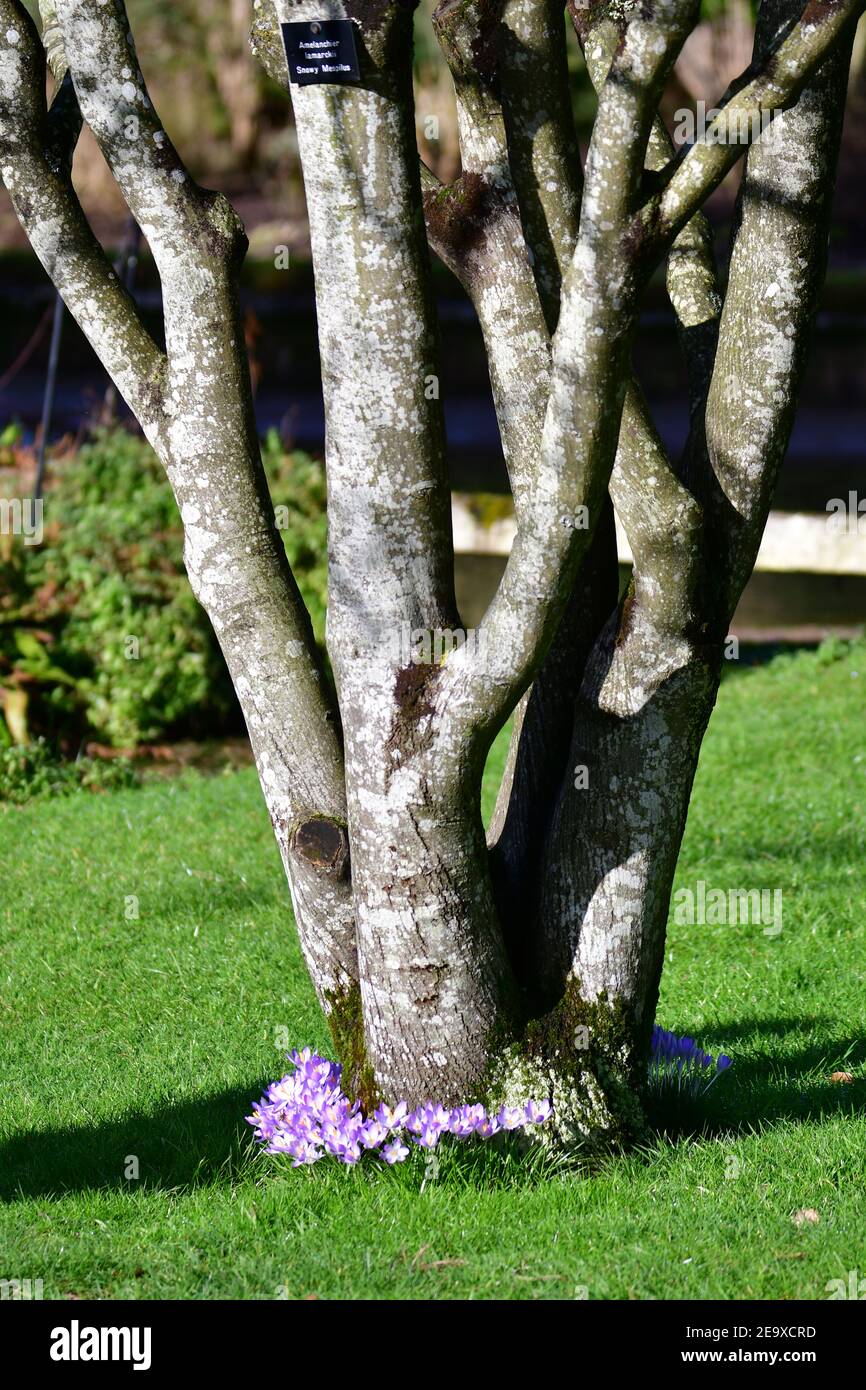 Crocus Around Base Of Tree High Resolution Stock Photography and Images ...